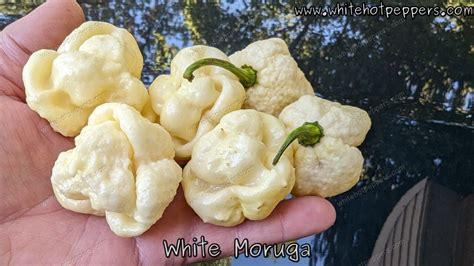 White Moruga White Hot Peppers Llc