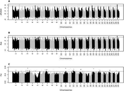 manhattan plot for selection signature signals detected by the xp ehh