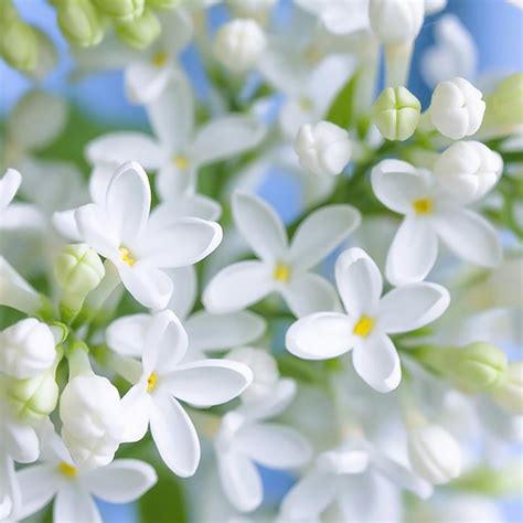 Питомник Питомник растений Владимира Овчинникова