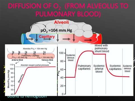 Human And Veterinary Respiratory Physilogydremuralinathassociate