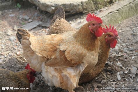 鸡摄影图 家禽家畜 生物世界 摄影图库 昵图网