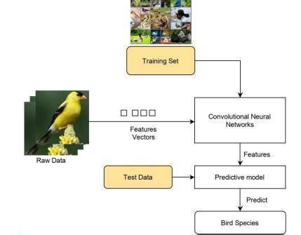 Bird Species Identifier Using Convolutional Neural Network By IJRASET