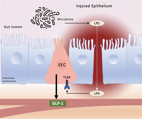 A Surprising Role For Enteroendocrine Cells And Glp 1 In Regulating
