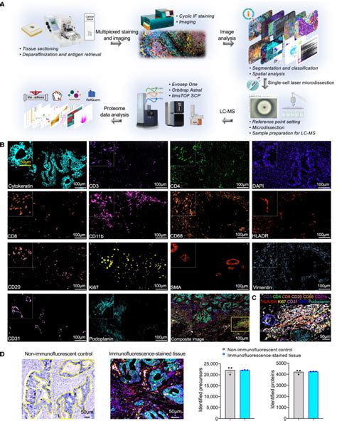 Deciphering Functional Tumor Immune Crosstalk Through Highly Multiplexed Imaging And Deep Visual