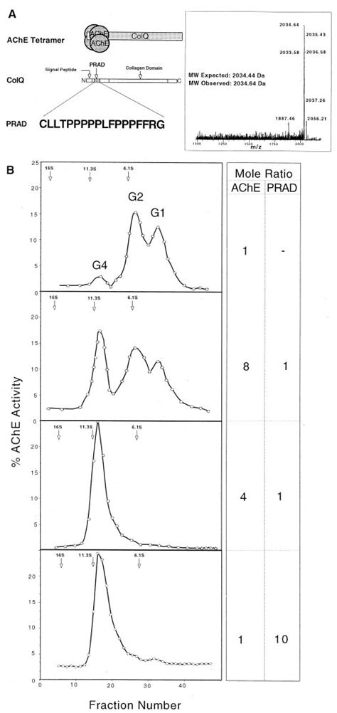 In Vitro Prad Mediated Tetramerization Of Rboache A Schematic