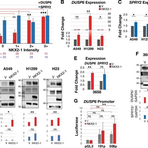 Nkx2 1 Transcriptionally Induces Dusp6 A Ihc Intensity Scores Of Dusp6 Download Scientific