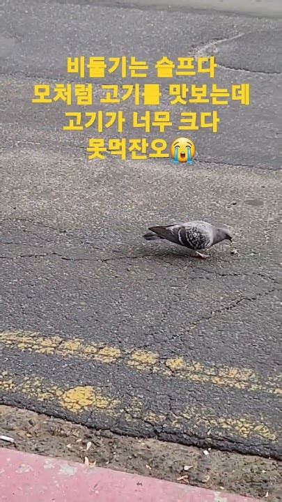 비둘이는 고기덩어리와 한판 승부🤣 너무 큰 고기덩어리😭 Youtube