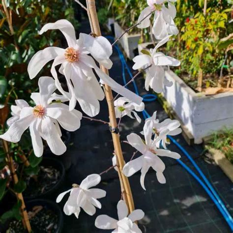 Established Magnolia Merill Deciduous Tree In Mm Pot Plants In