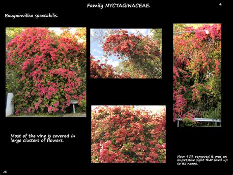1 Bougainvillea Spectabilis Botany Brisbane