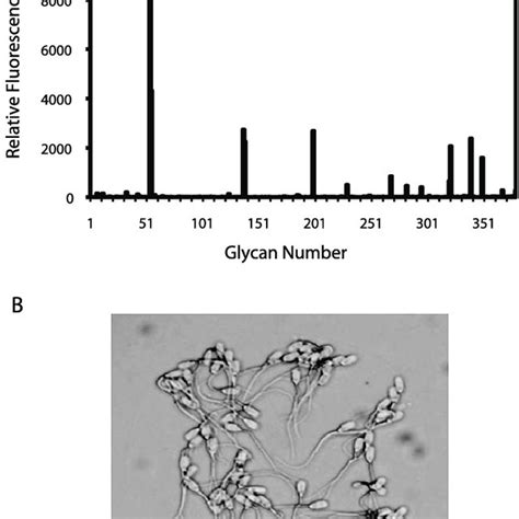 Sperm Bound To Specific Glycans Covalently Arrayed On A Microscope Download Scientific Diagram