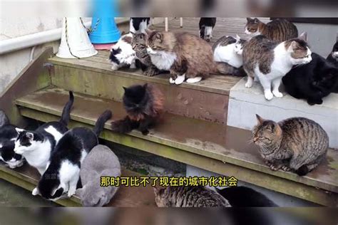 专家说猫走丢了能自己回家 还有科学实验验证 你信吗