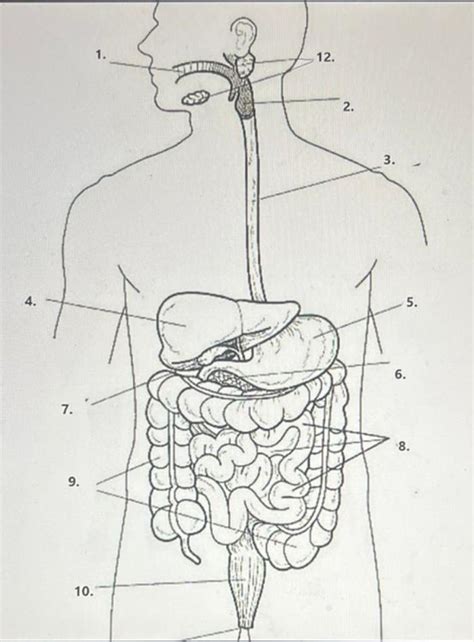 Digestive System Quiz Diagram Quizlet