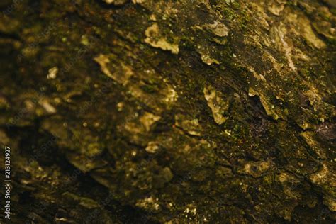 Tree Trunk Detail Texture As Natural Background Bark Tree Texture Wallpaper Durian Tree Bark