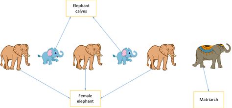 Example Of An Elephant Herding Activity Download Scientific Diagram