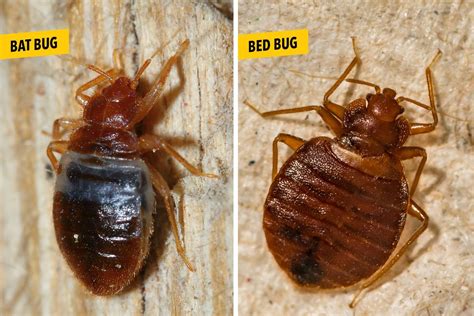 Bat Bugs Vs Bed Bugs What S The Difference