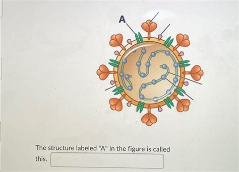 Solved The Structure Labeled A In The Figure Is Called Chegg