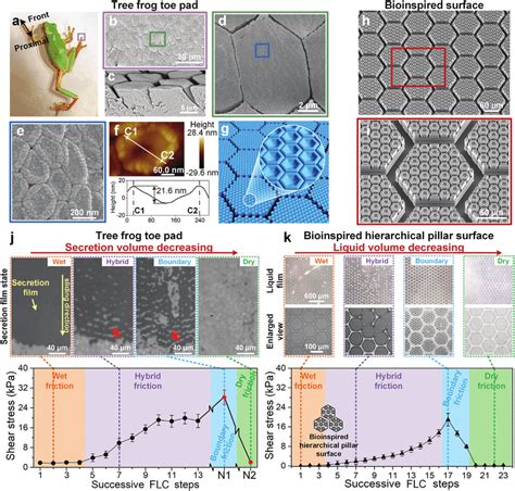Structural Characterization Of The Tree Frog S Toe Pad A Tree Frog Download Scientific