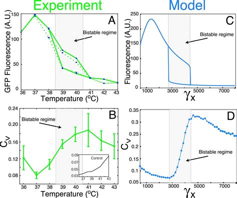 Prediction And Measurement Of An Autoregulatory Genetic Module PNAS