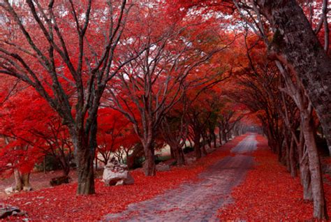 전북 정읍시 내장산 단풍터널은 단풍트래킹의 명소 명소사진 Wetravel