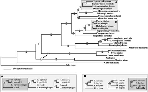 Maximum Likelihood Tree With Optimized Branch Lengths Recovered Using