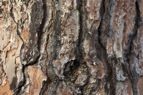 Gray Bark Tree Stock Image Image Of Brown Effect Deciduous