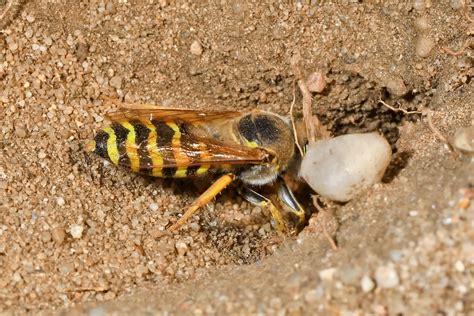 Durch Zufall Entdeckte Ich Auf Einer Für Zauneidechsen Angelegten Fläche Mehrere Kreiselwespen