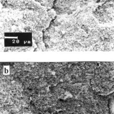 Microestructura De Las Muestras En Verde Realizada Sobre Superficies Download Scientific