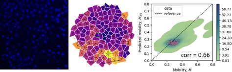 Figure From Learning Dynamics From Multicellular Graphs With Deep Neural Networks Semantic