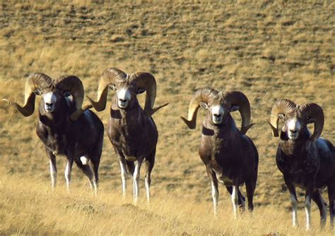 Hangai Argali Links Wild Safaris