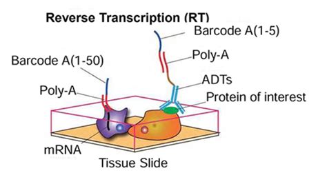 Landscape Of Sequencing Based Spatial Rna Technology Part I