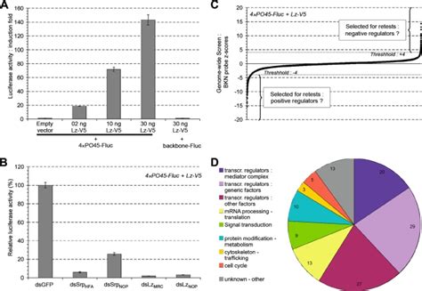A Genome Wide Rna Interference Screen Identifies A Differential Role Of