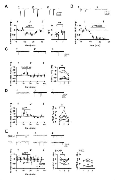 Transmission At Immature Bla Cea Synapses Is Tonically Facilitated By Download Scientific