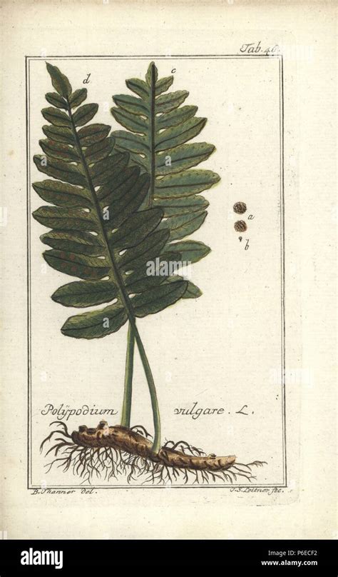 Polypodium Vulgare Root
