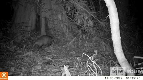 «សត្វព្រៃកម្រ២០ប្រភេទបង្ហាញវត្តមានក្នុងតំបន់អភិរក្សខេត្តកោះកុង សុីសុីថាមស៍