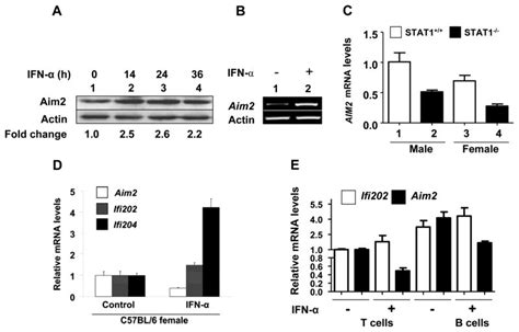 Cell Type And Gender Dependent Differential Regulation Of The P And Aim Proteins