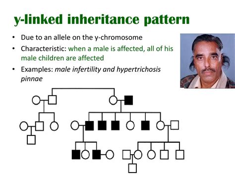 Ppt Pedigree Analysis Powerpoint Presentation Free Download Id 1320337