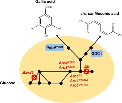 Expression Of A Eukaryotic Decarboxylase In A Yeast Strain With An Engineered Shikimic Acid