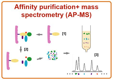High Throughput Affinity Purification Mass Spectrometry Protein Interactions And Their Importance