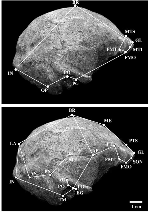 Table 1 From The Taxonomic Implications Of Cranial Shape Variation In Homo Erectus Semantic