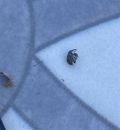 My First Weevil R Weeviltime