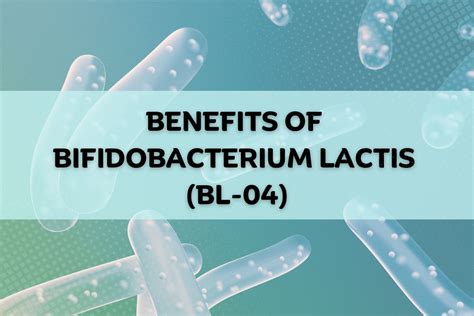 The Benefits Of Bifidobacterium Lactis Bl 04
