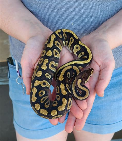 Python Regius Ball Python Yellowbelly Special Female 2022
