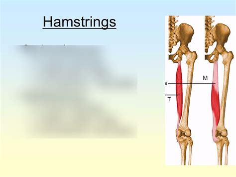Hamstring Muscles Origin And Insertion