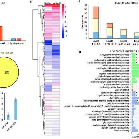 Transcriptomic Analysis Of The Dominantly And Differentially Expressed Download Scientific