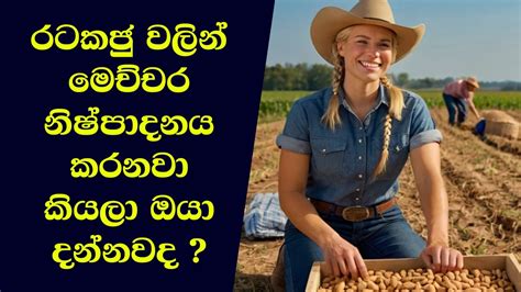 රටකජු වගා කිරීම තෙල් සිඳීම පීනට් බටර් සෑදීම Youtube