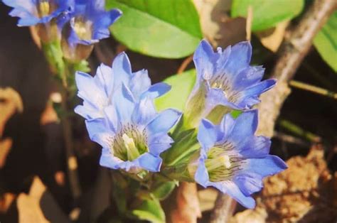 Soka Universityさんのインスタグラム写真 Soka UniversityInstagram Campus