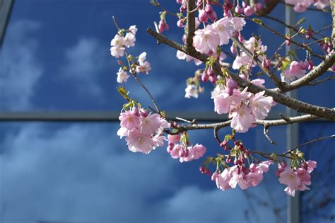 10 多张免费的“sakura Kirsikankukkia”和“sakura”照片 Pixabay