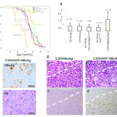Molecular Signature Of The Hcc From C3hhhgf Mouse Model A The 60 Download Scientific Diagram