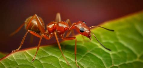 Premium Photo A Red Ant On A Leaf