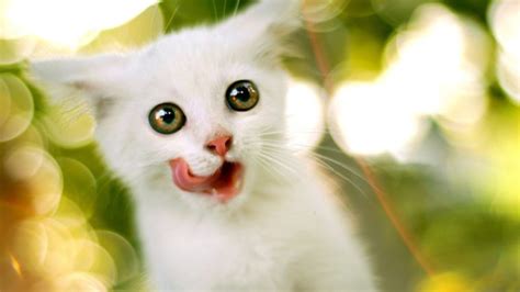 Cute White Cat Hd Wallpaper 2560x1440 Wallpapers Hd Desktop And